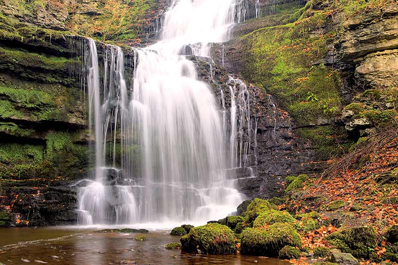 Scaleber Force | Natureflip