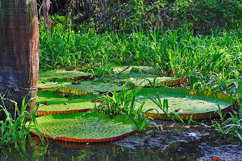 Amazon Rainforest | Natureflip