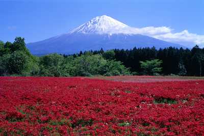 Mount Fuji | Natureflip