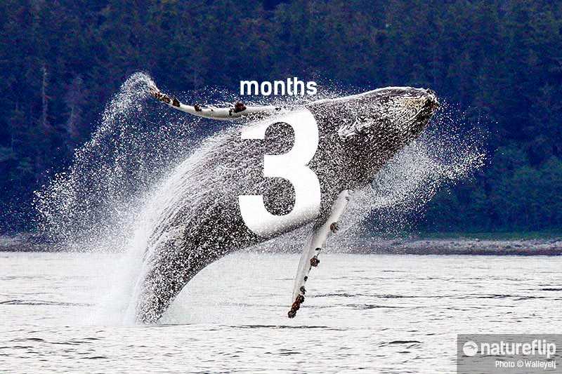 Wild Numbers Articles | Natureflip