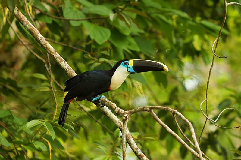 Amazon Rainforest | Natureflip
